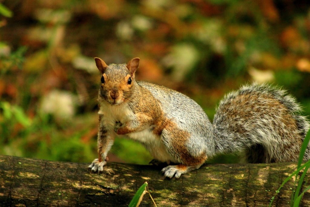 Surveillez vos arrières petits écureils – Sur un Boeing Bleu de Mer