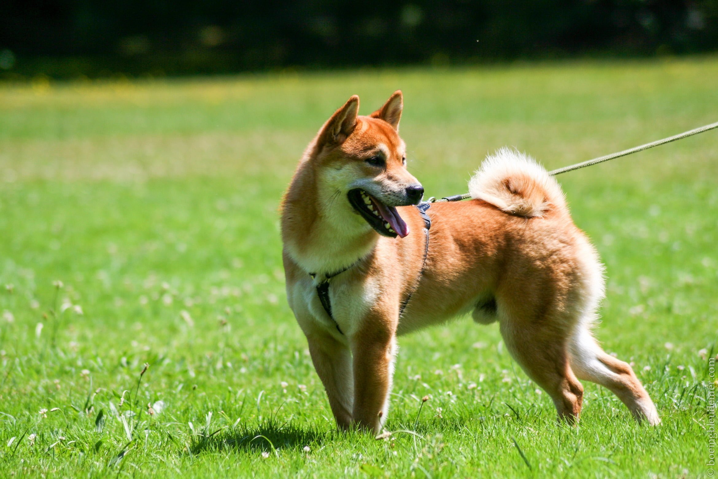 Rencontre Shiba Inu – il tient la pose – Sur un Boeing Bleu de Mer